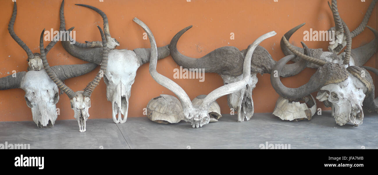 Animal cranium hi-res stock photography and images - Alamy