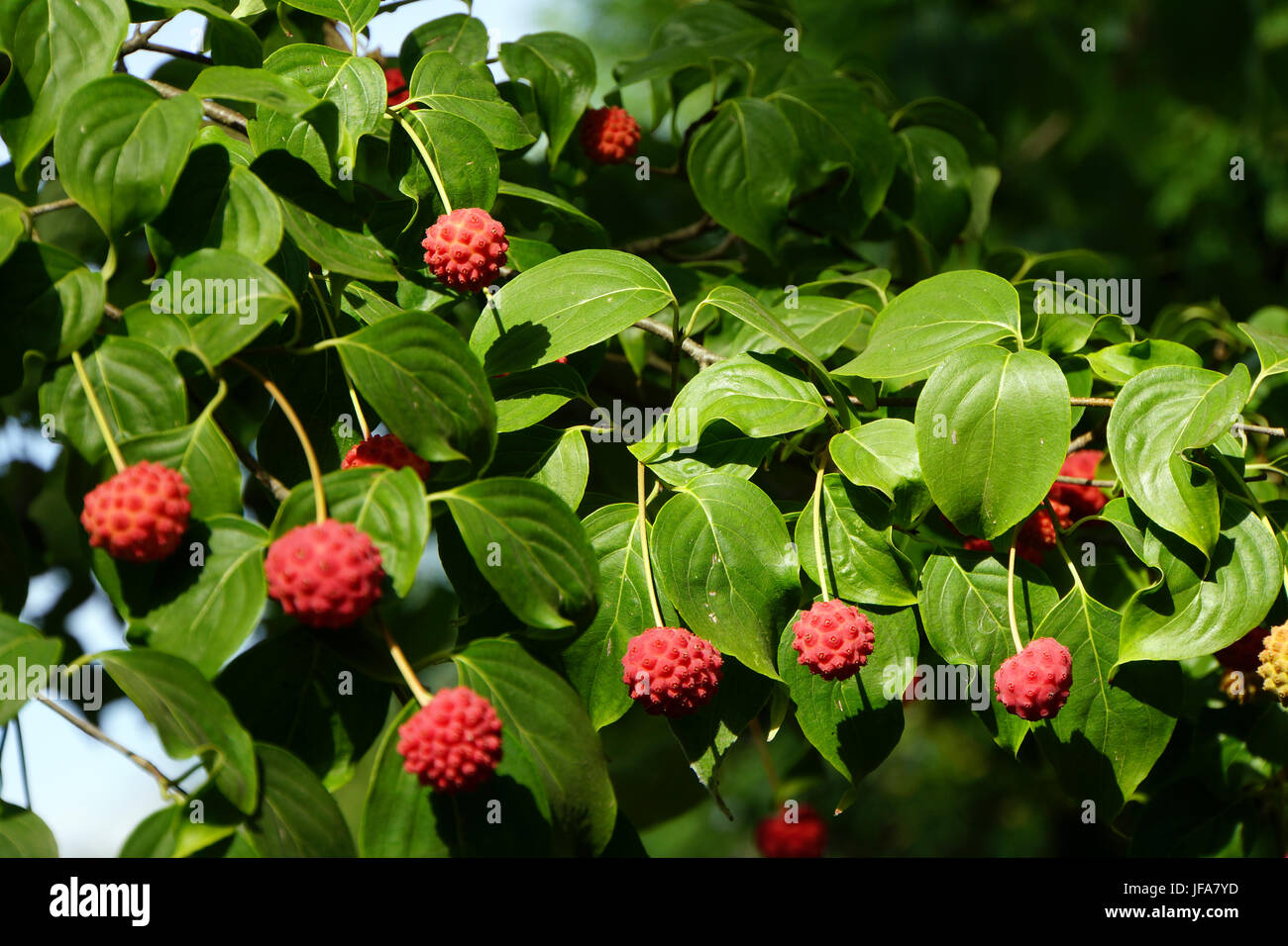 Cornus kousa baum hi-res stock photography and images - Alamy