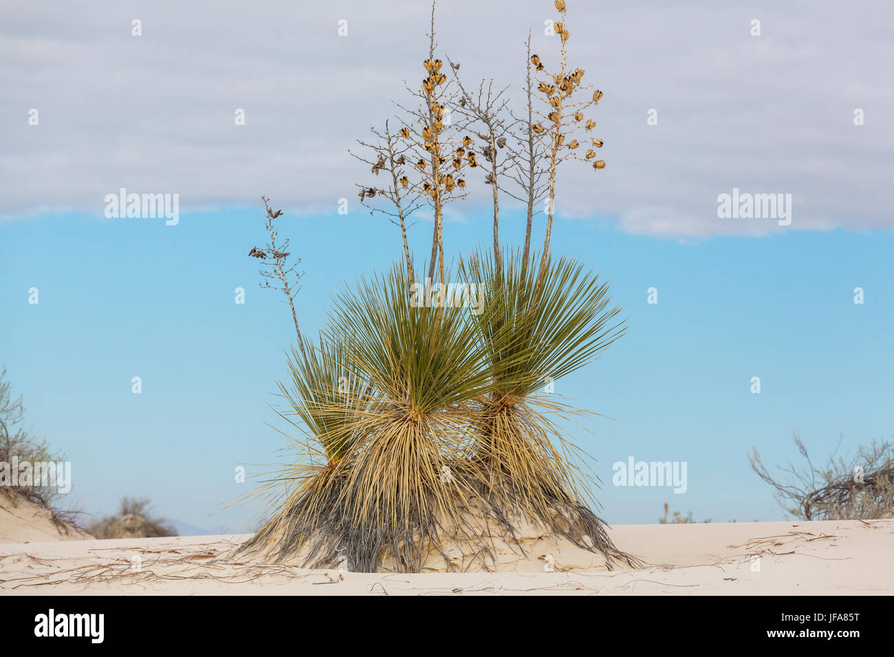 Yucca plant nm hi-res stock photography and images - Alamy