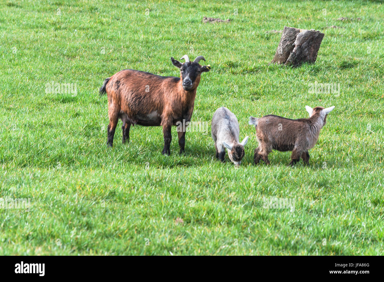 Goat on a pasture Stock Photo - Alamy