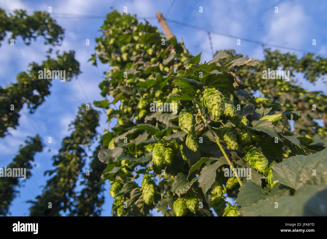 Hallertau hi-res stock photography and images - Alamy