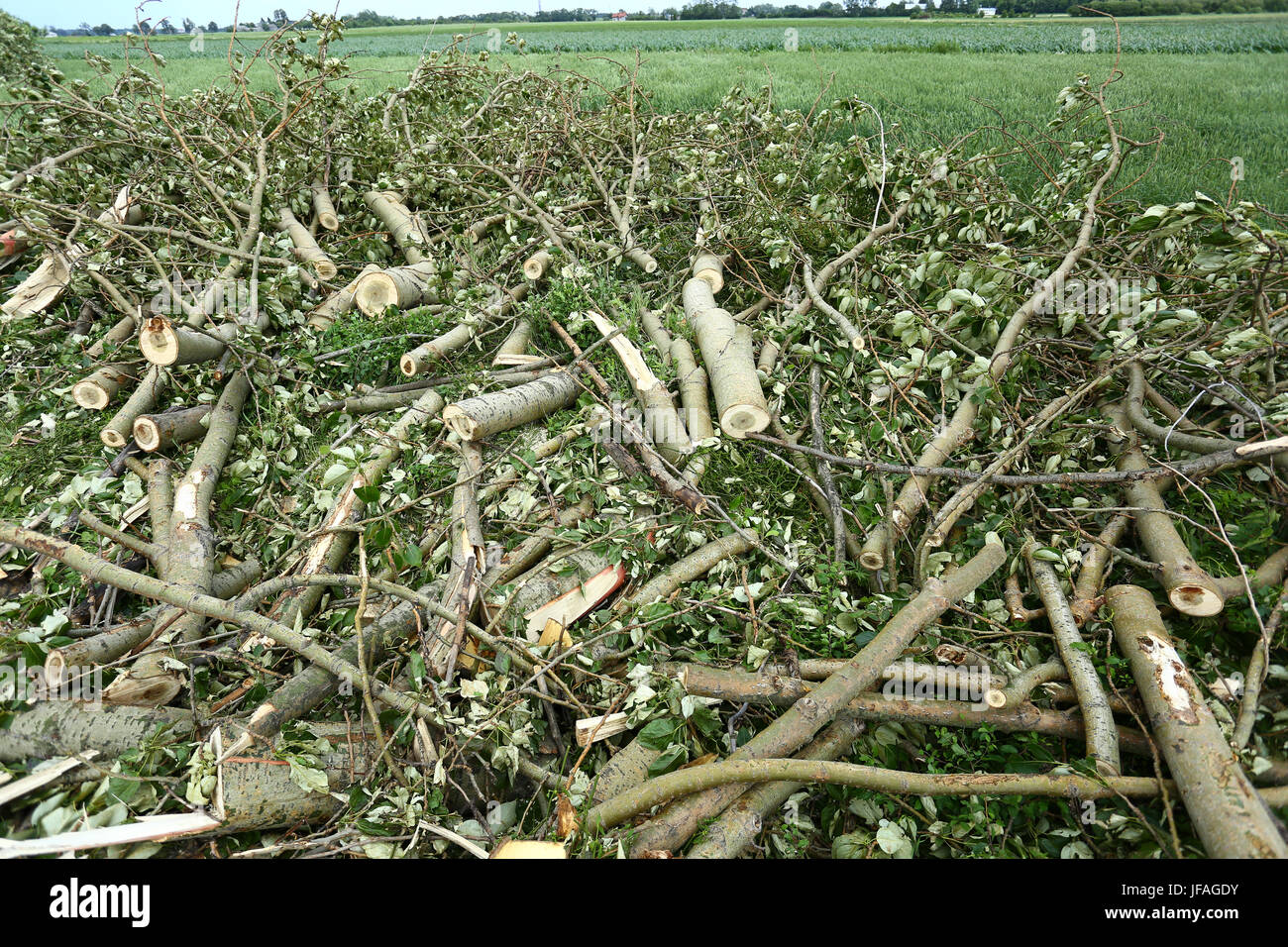 Unroot hi-res stock photography and images - Alamy