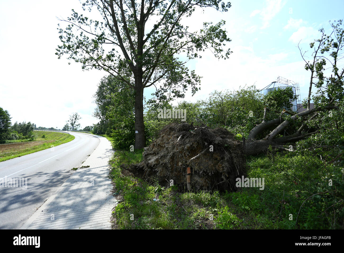 Rain damage tree roots hi-res stock photography and images - Alamy
