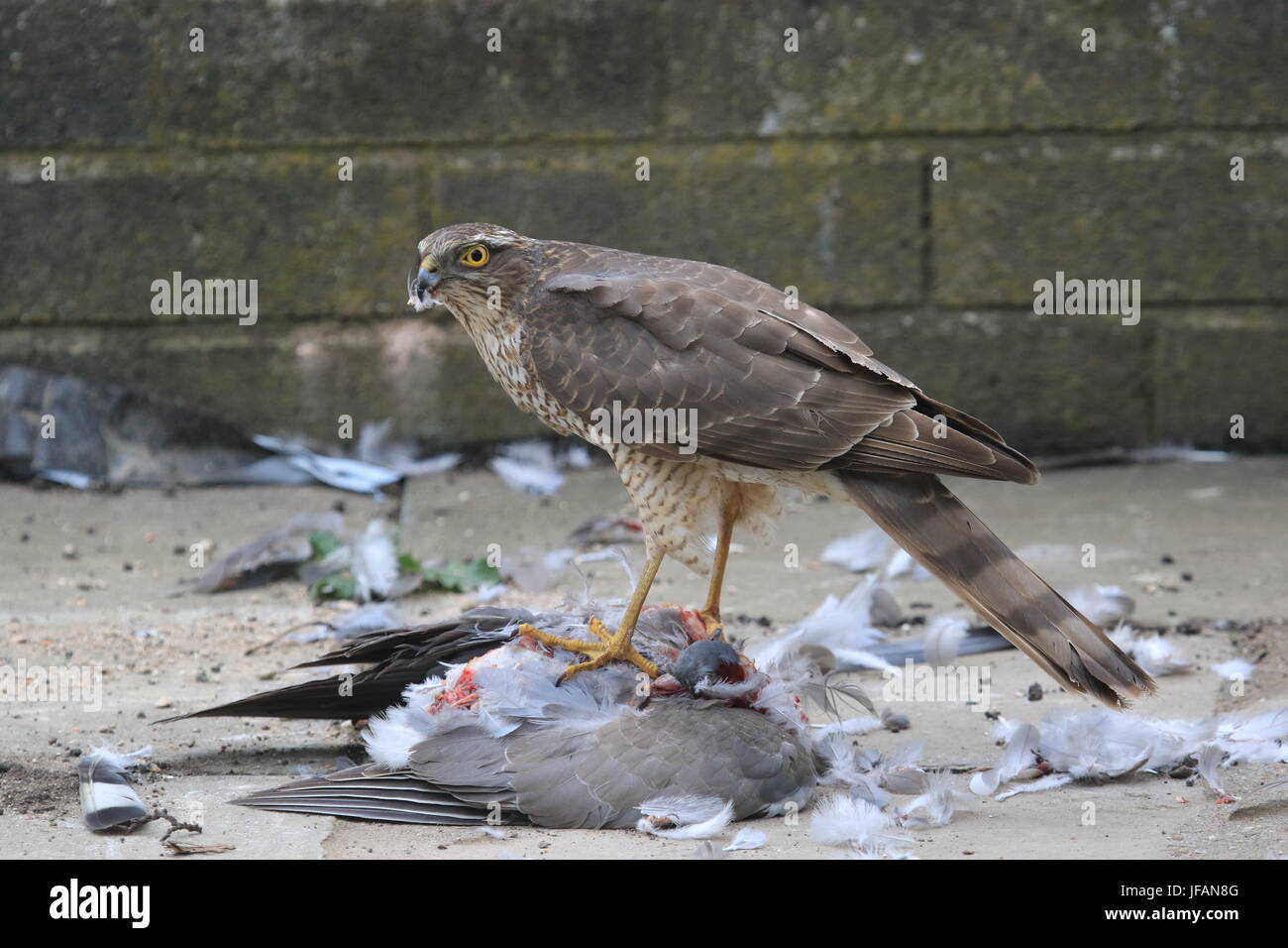 Sparrowhawk eating pigeon hi-res stock photography and images - Alamy
