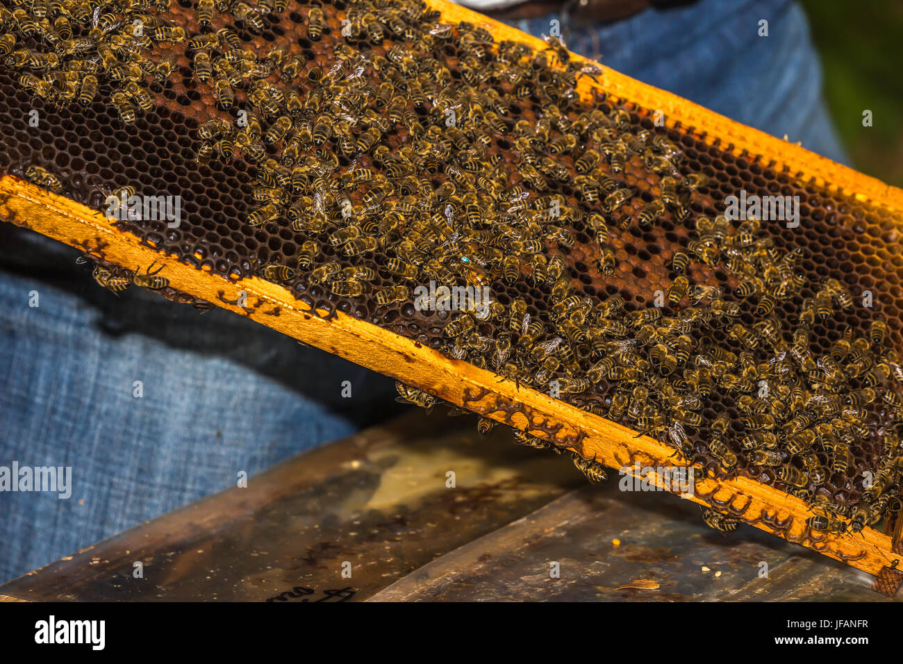 Queen bee marked hi-res stock photography and images - Alamy