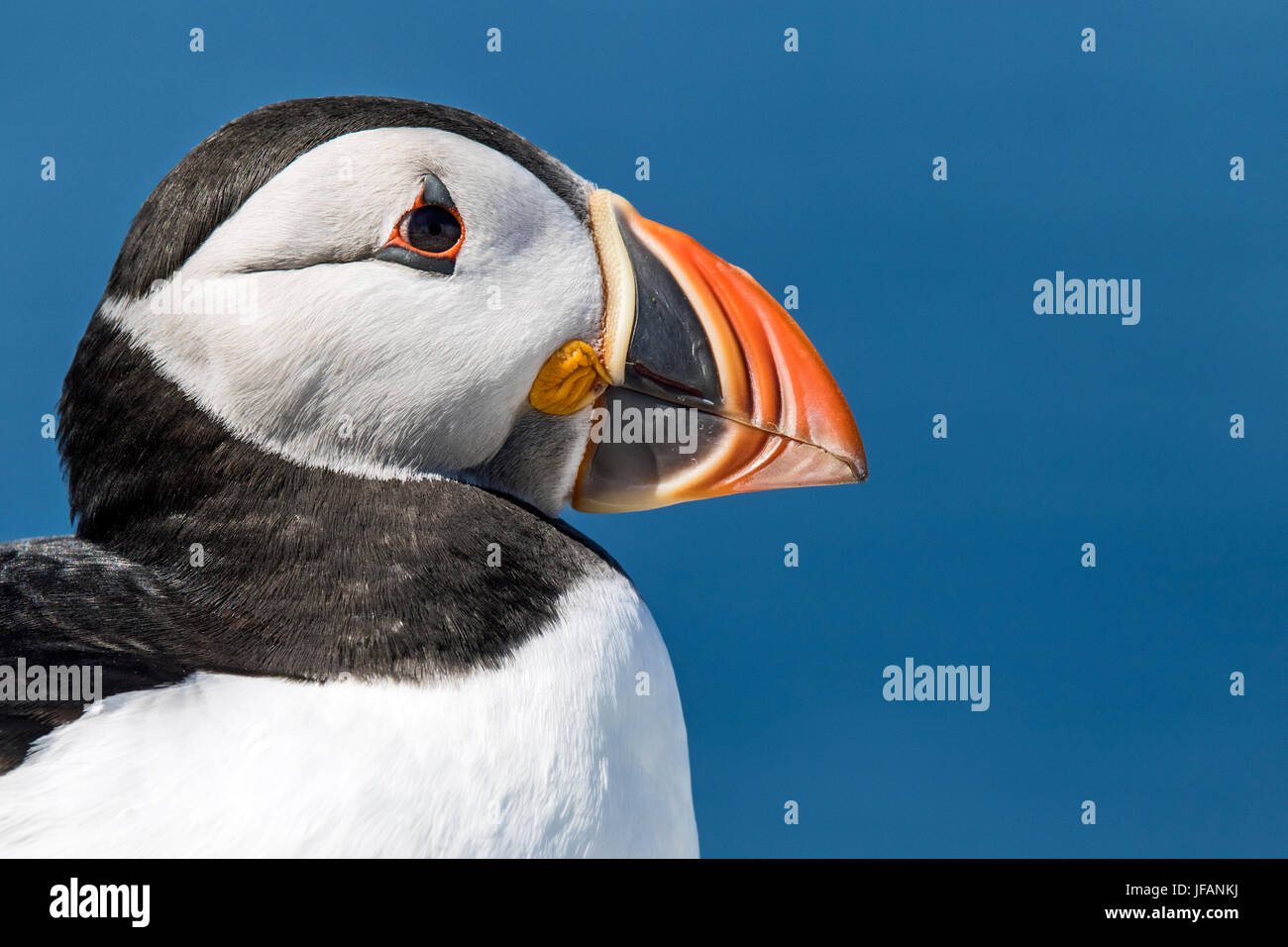 Puffin england hi-res stock photography and images - Alamy