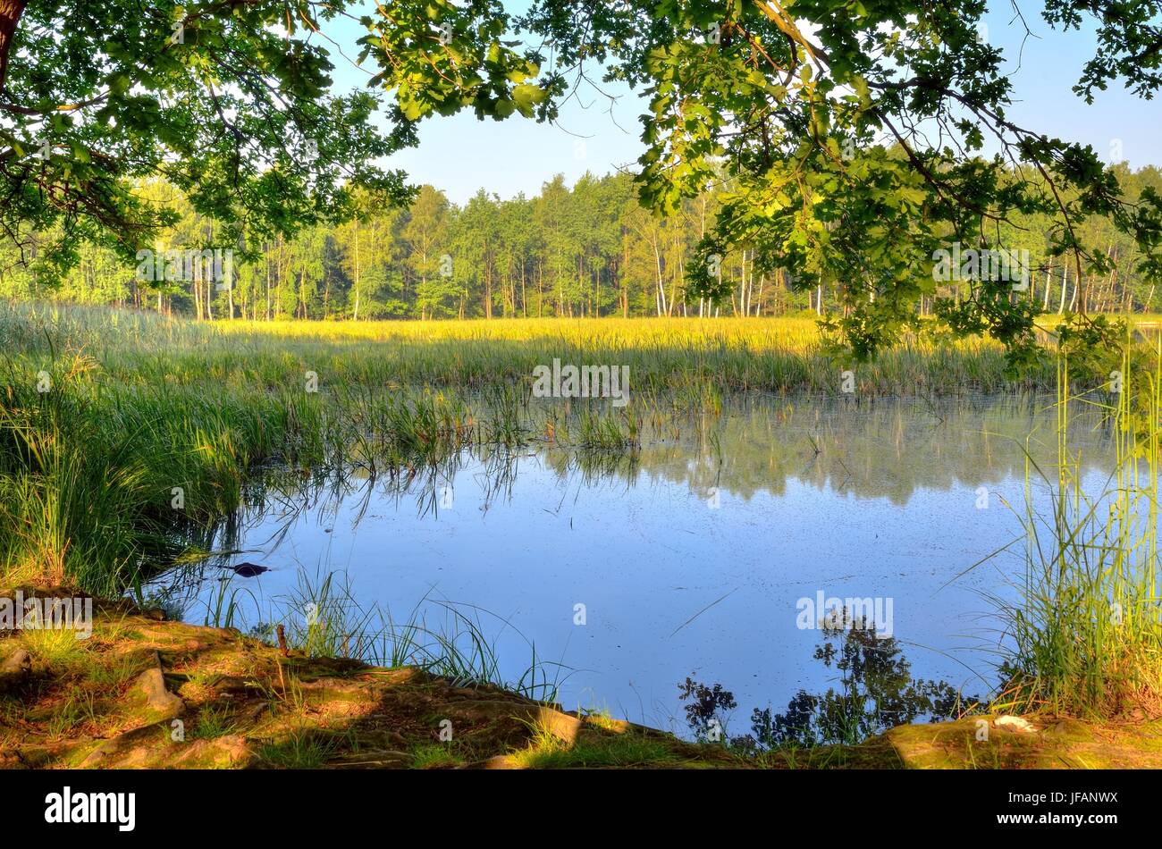 Nature pond hi-res stock photography and images - Alamy