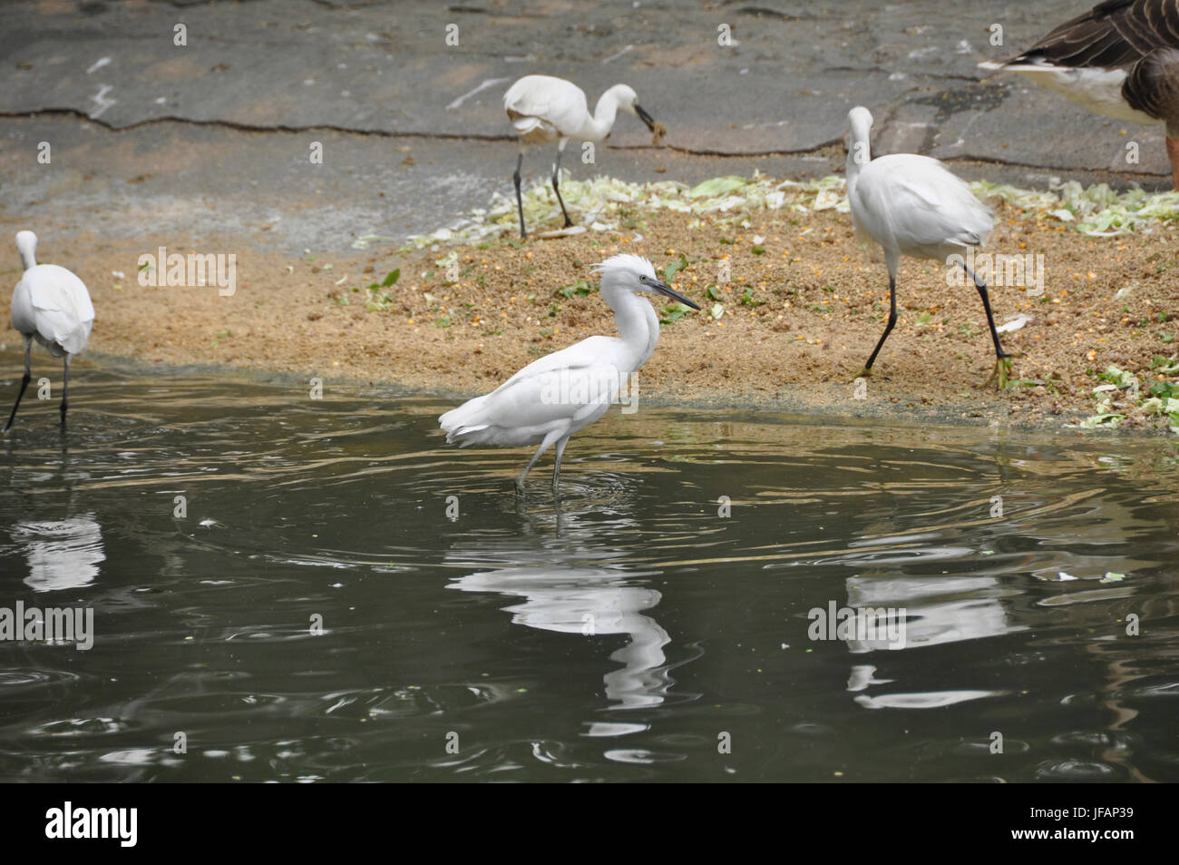 An Asian water bird, photographed here in China Stock Photo - Alamy