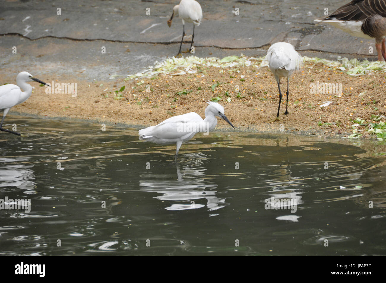 An Asian water bird, photographed here in China Stock Photo - Alamy