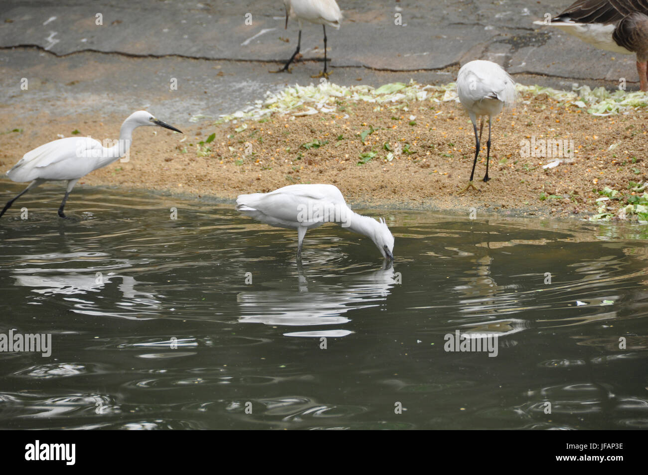 An Asian water bird, photographed here in China Stock Photo - Alamy