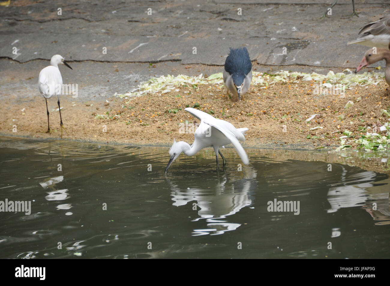 An Asian water bird, photographed here in China Stock Photo - Alamy