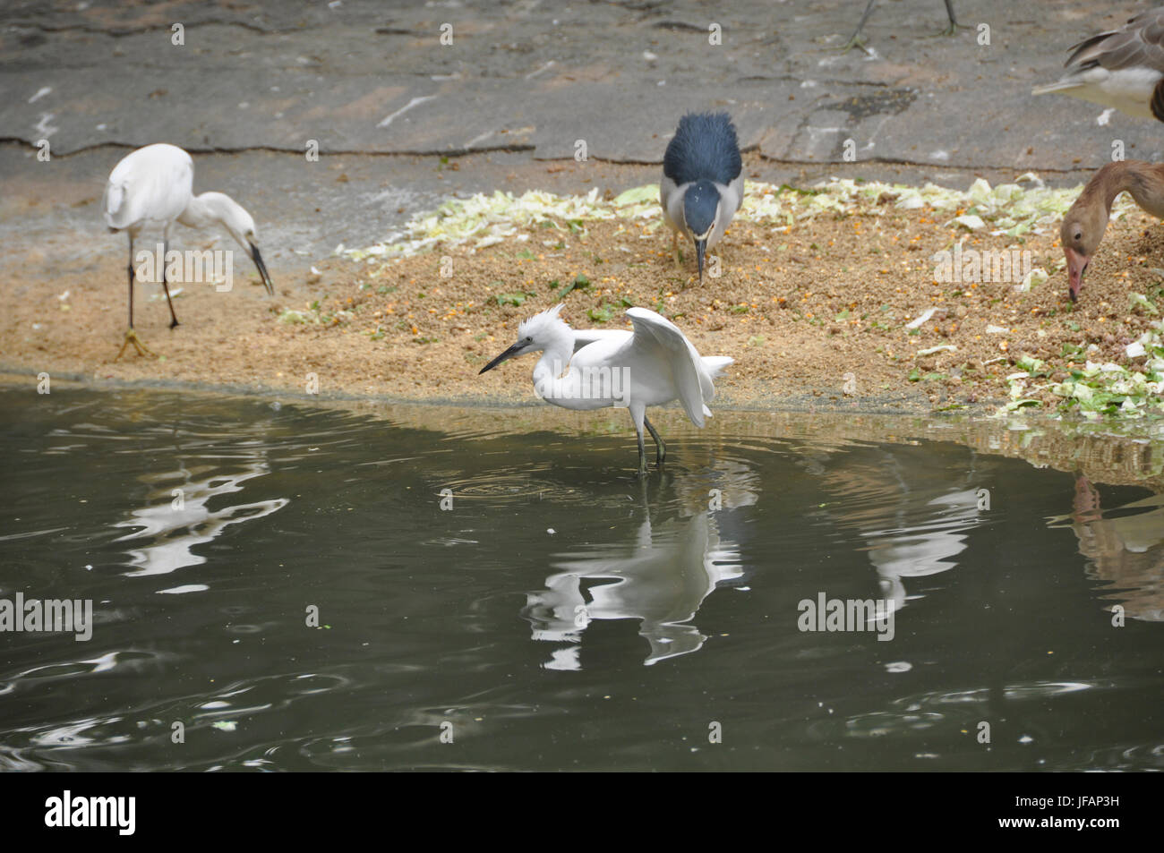 An Asian water bird, photographed here in China Stock Photo - Alamy
