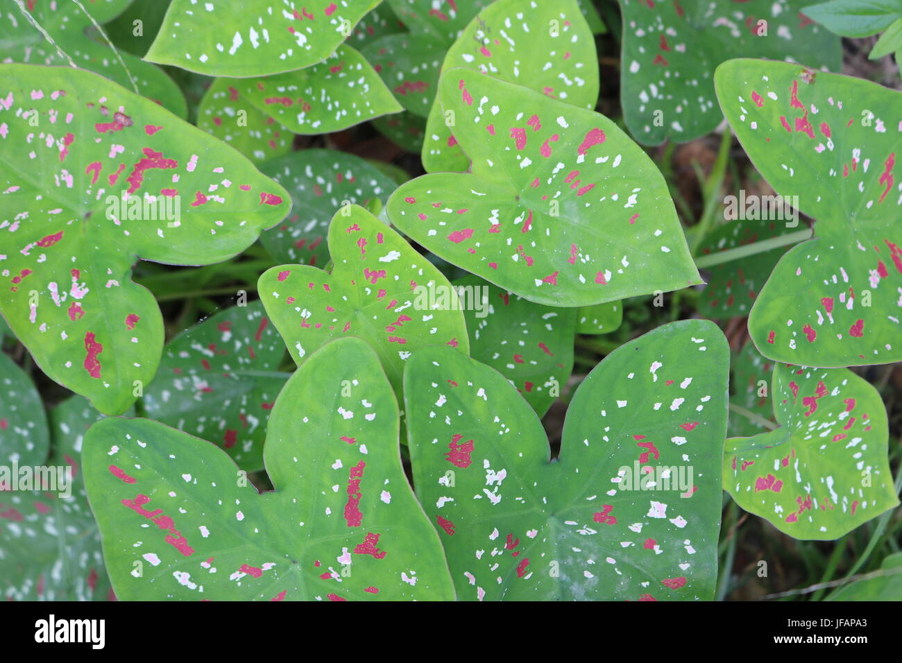 Fancy leaved Caladium bicolor (elephant ear) in tropical rainforest in ...
