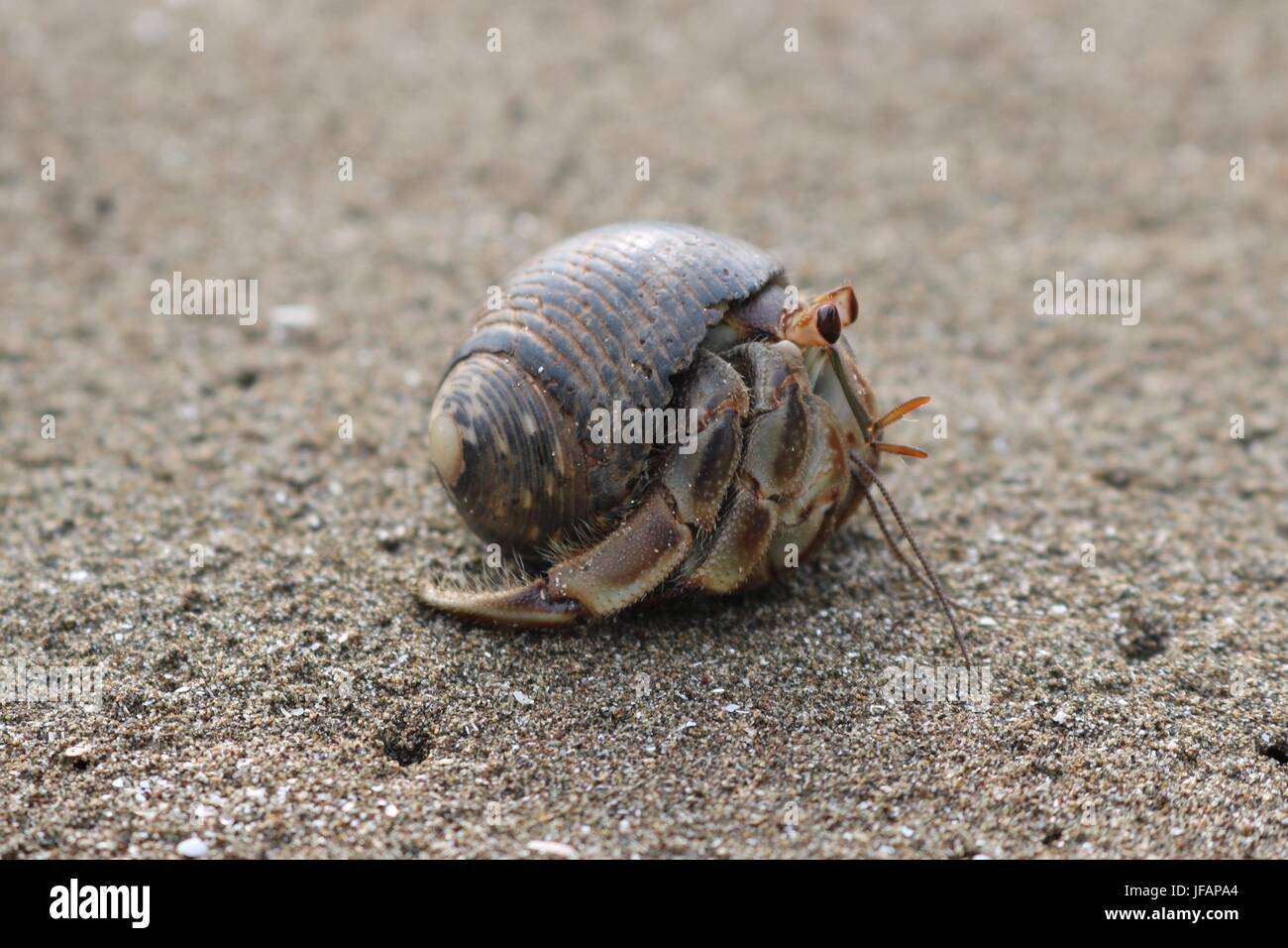 Coenobitidae hi-res stock photography and images - Alamy