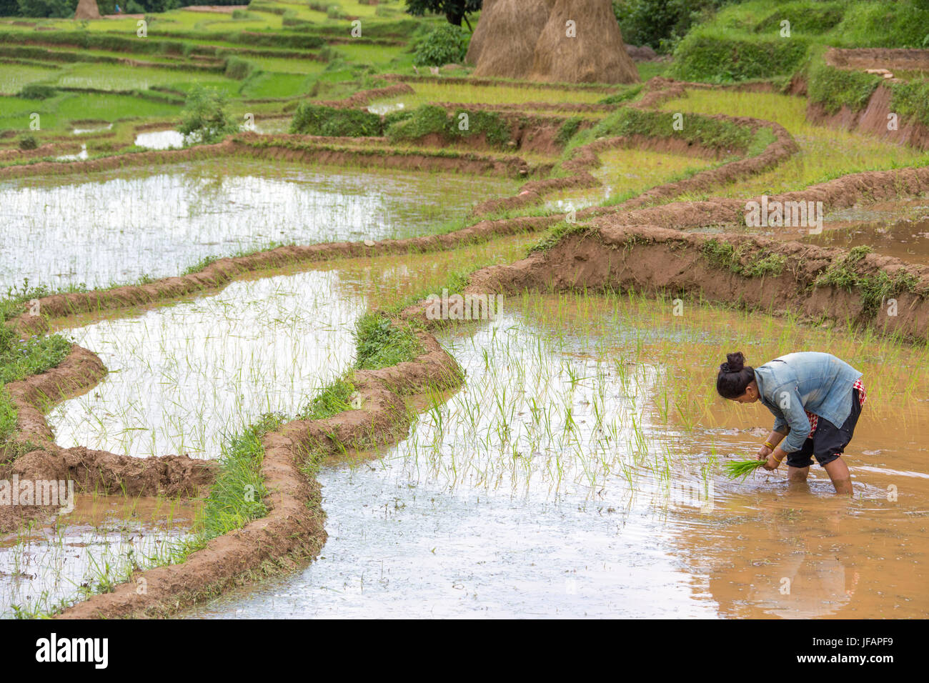 Rice fields in nepal hi-res stock photography and images - Alamy