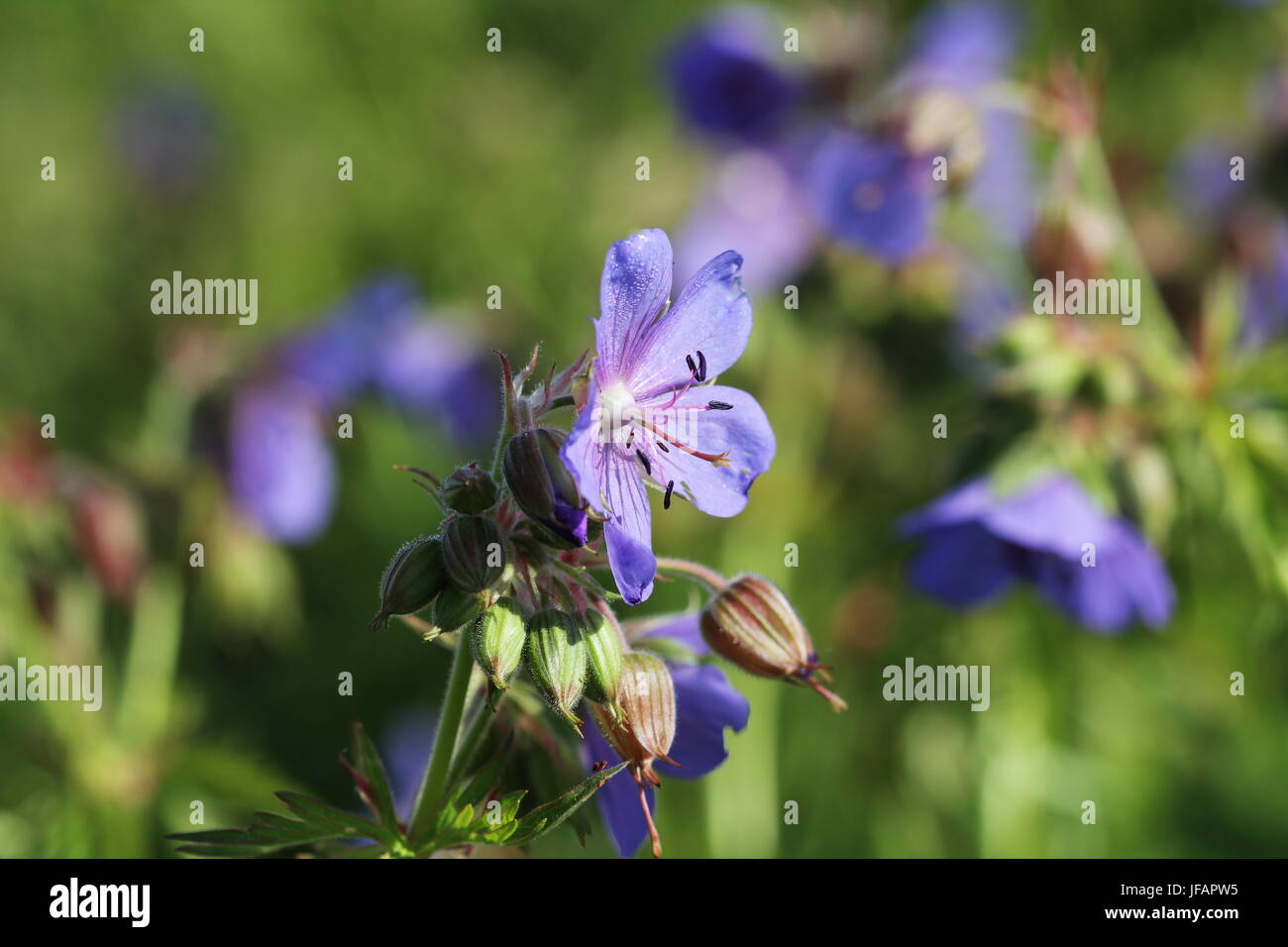 Blue Geranium pratense flower. Geranium pratense known as the meadow ...