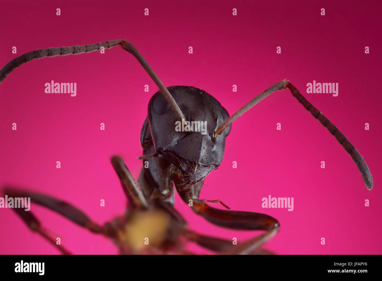 Little brown Ant on violet background extreme macro photography Stock ...