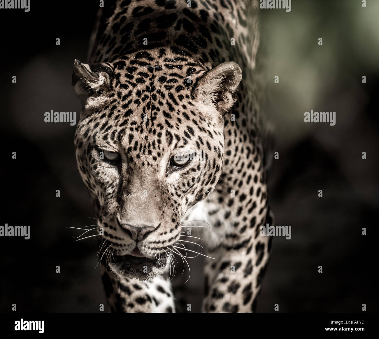Cats predator Sri Lankan leopard (Panthera pardus kotiya). Wildlife ...