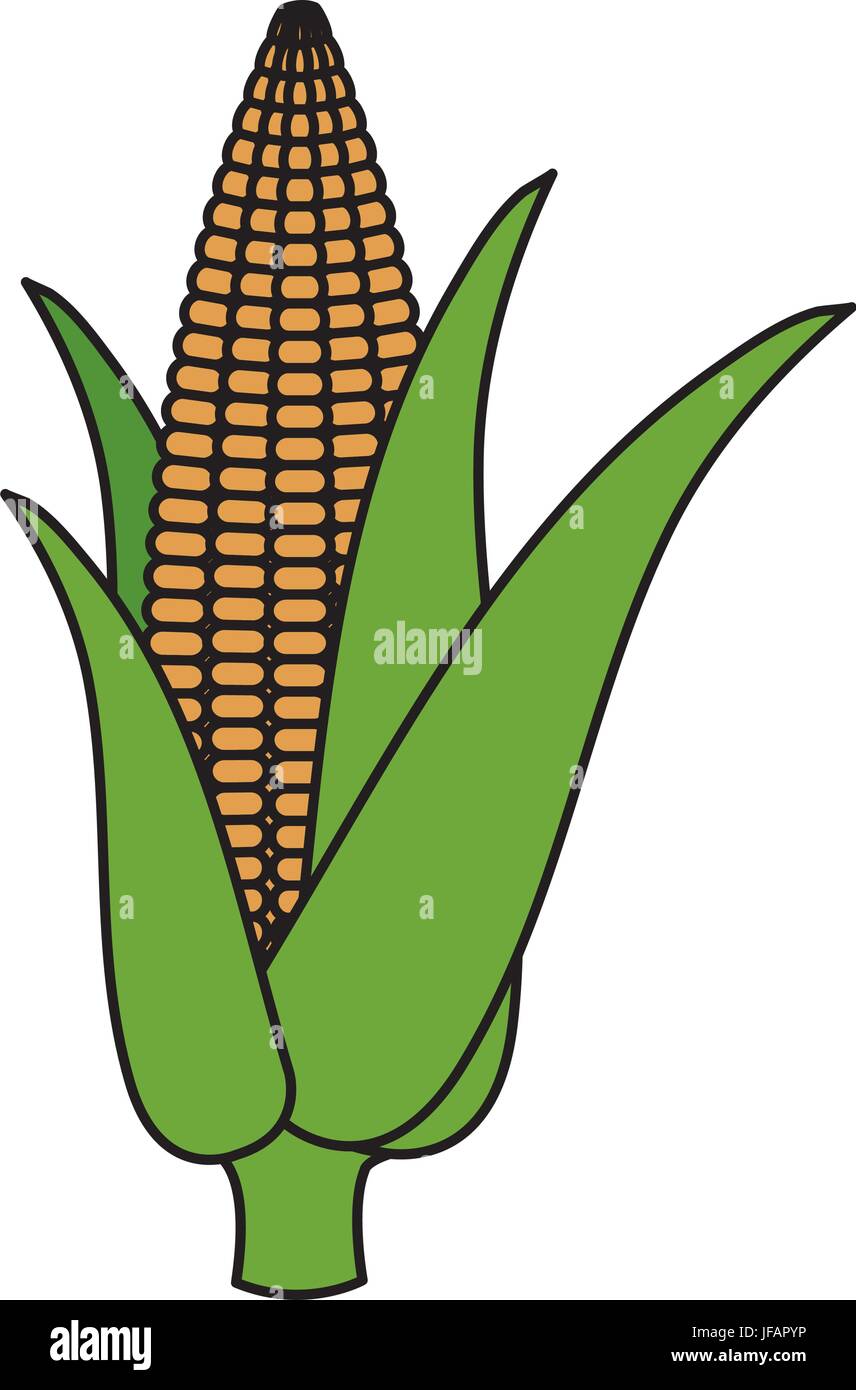 corn cob isolated icon vector illustration design Stock Vector Image ...