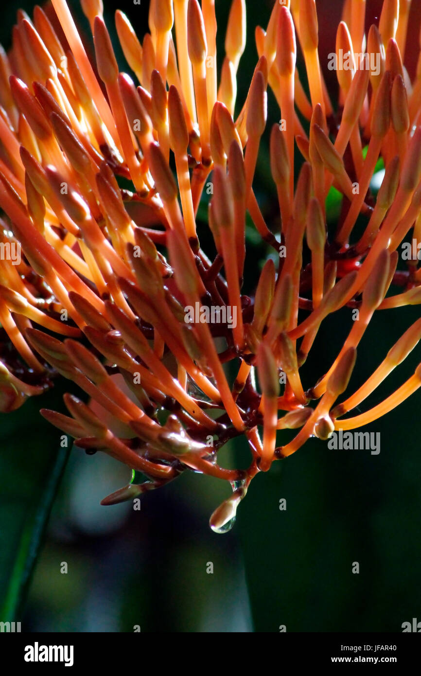 Kerala monsoon climate hi-res stock photography and images - Alamy