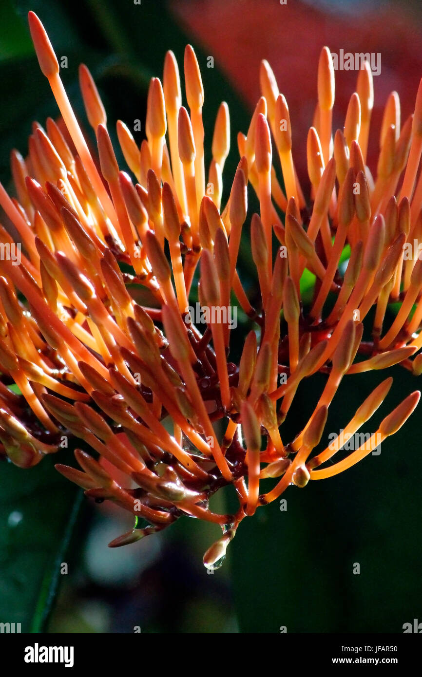 Kerala climate hi-res stock photography and images - Alamy