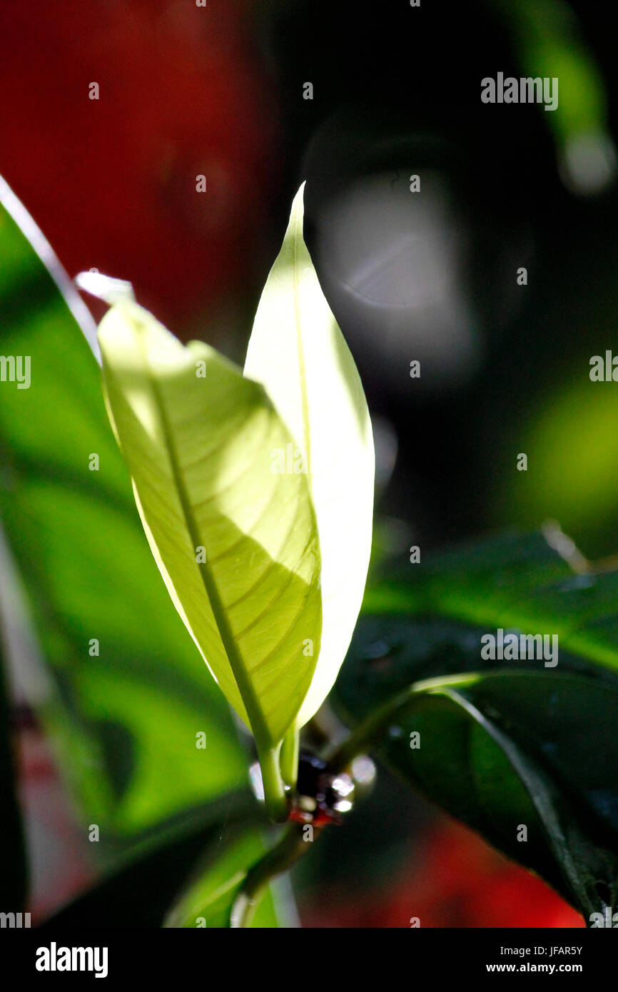 Kerala monsoon climate hi-res stock photography and images - Alamy