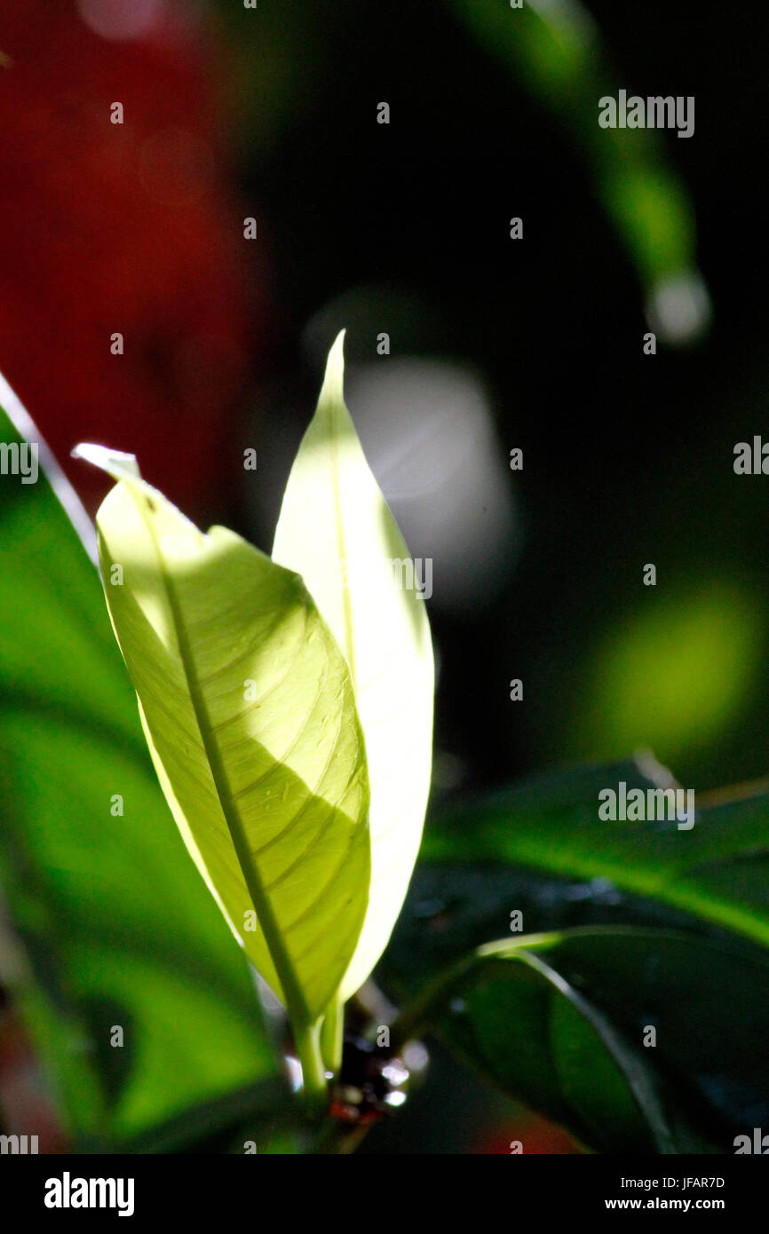 Kerala monsoon season flowers hi-res stock photography and images - Alamy