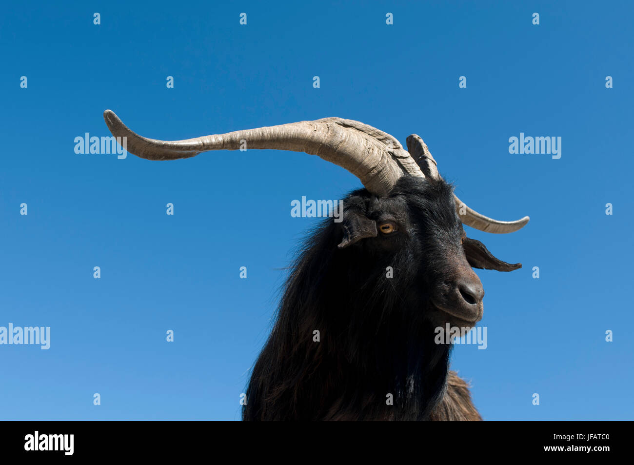 Mountain goat, Gorges du Verdon, Provence, France Stock Photo - Alamy