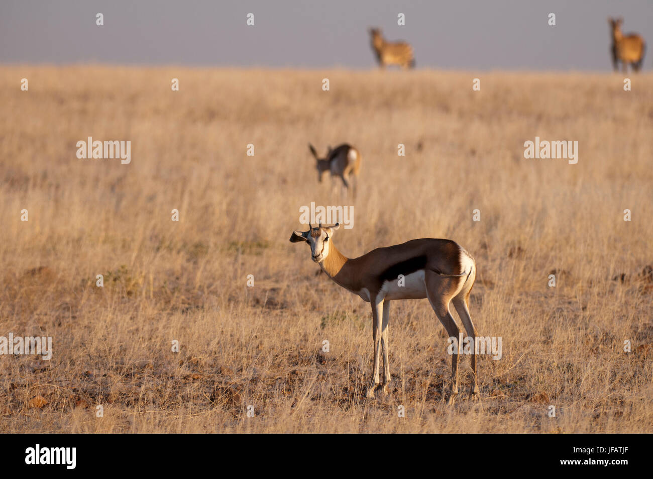 Hartmann's mountain zebra (Equus zebra hartmannae) and Springbok ...
