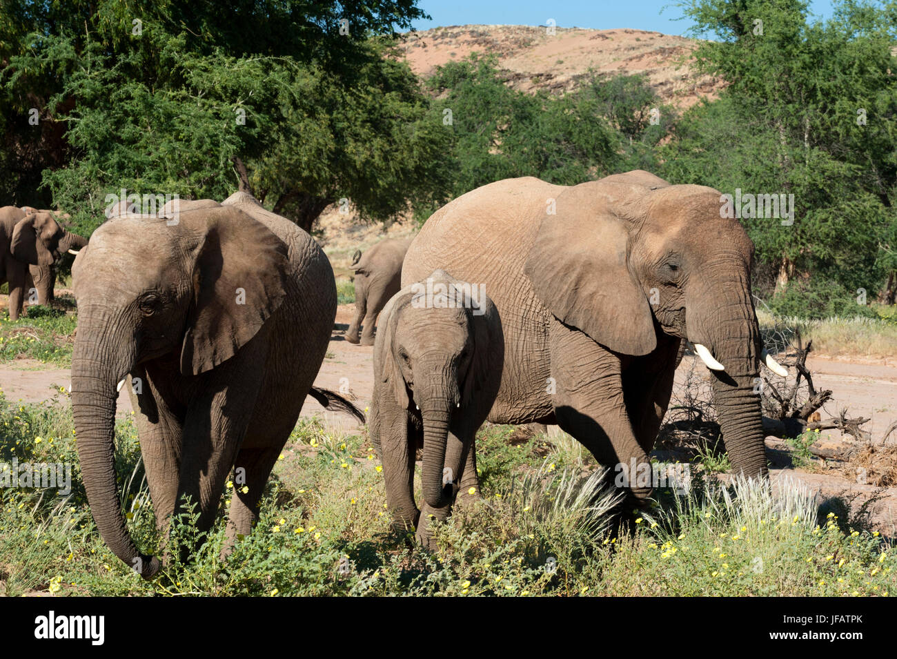 Desert elephants (Loxodonta africana), Huab River Valley, Torra ...