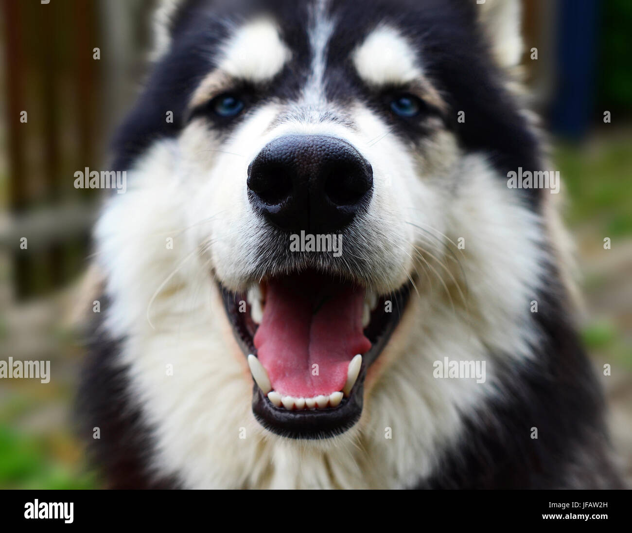 Siberian husky smile hi-res stock photography and images - Alamy
