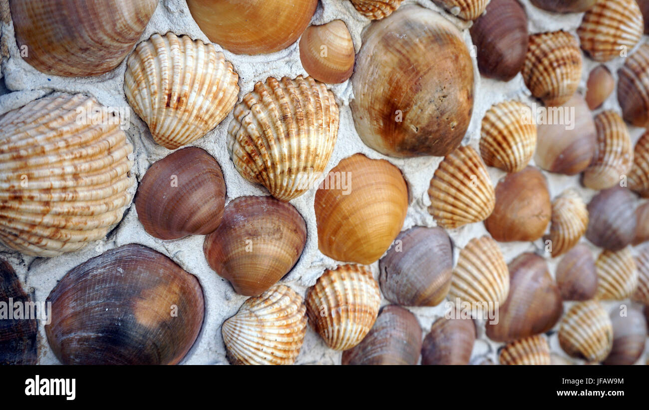 close up from a wall build of sea shells Stock Photo - Alamy