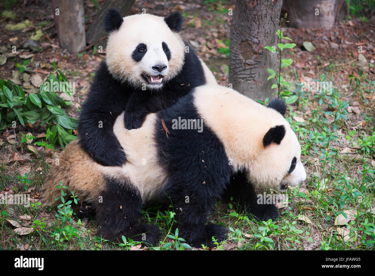 Black Bear Cubs Tree High Resolution Stock Photography and Images - Alamy