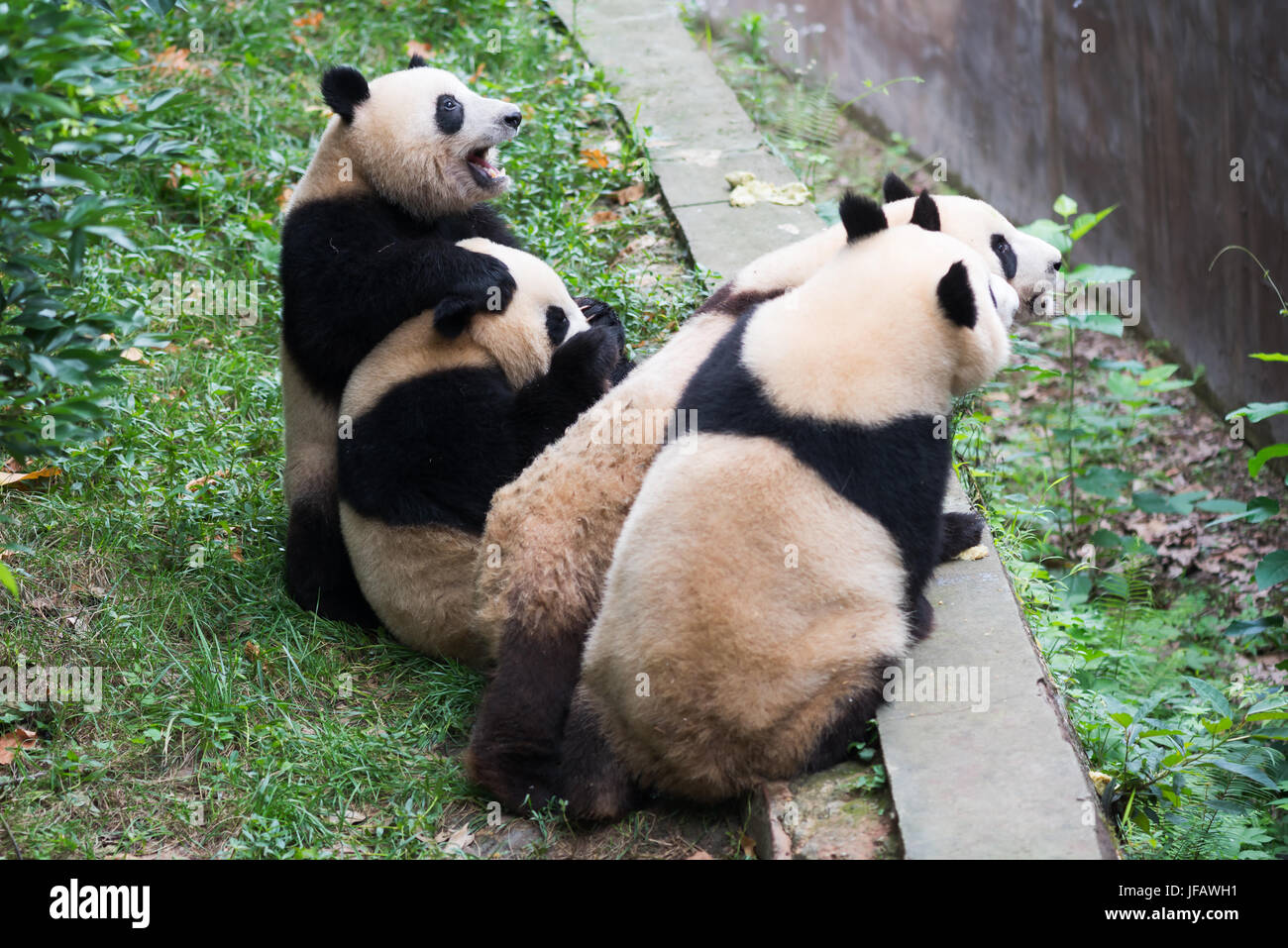 four panda cubs waiting for food, Chengdu, China Stock Photo - Alamy