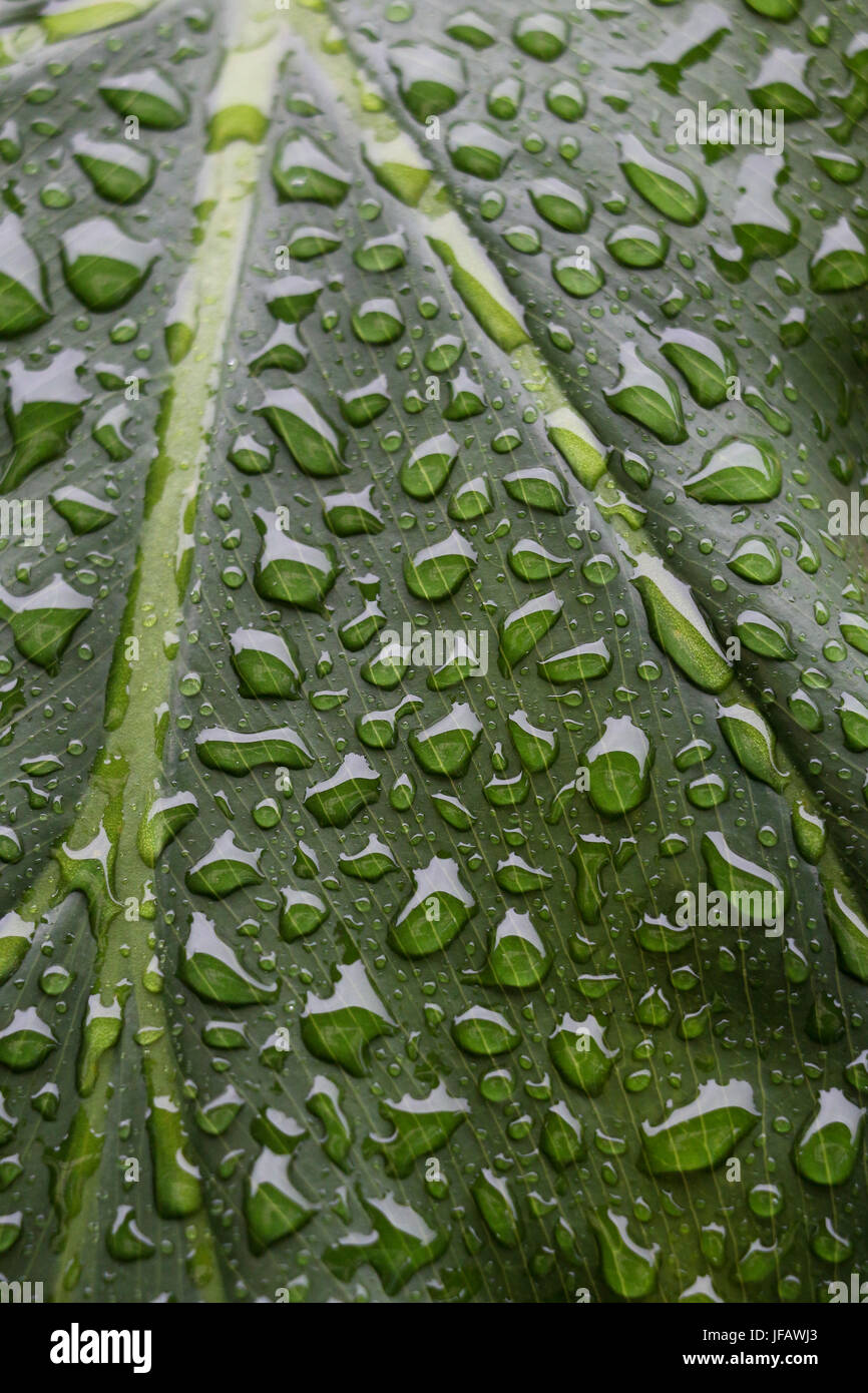 Cohesion and surface tension hi-res stock photography and images - Alamy