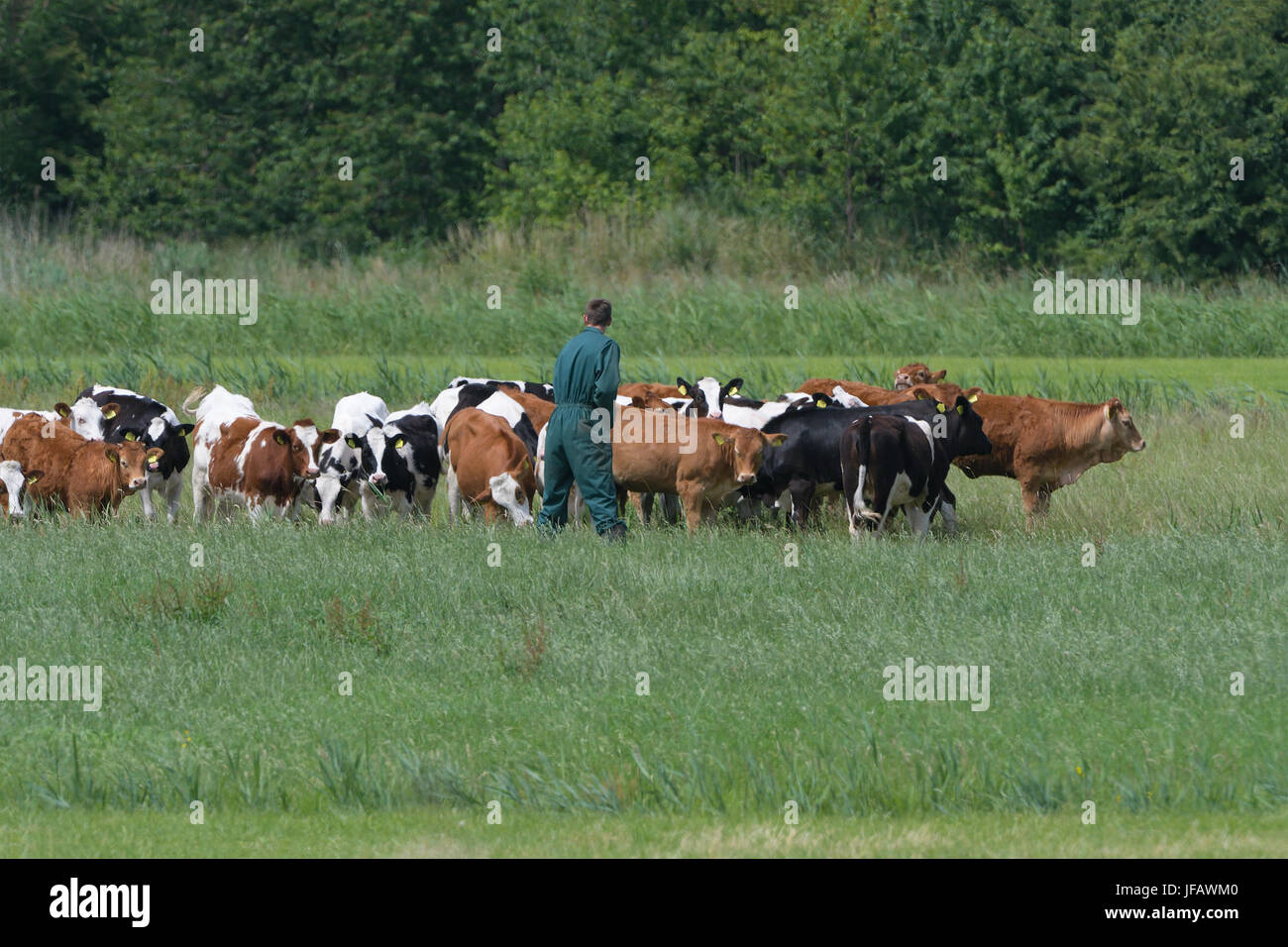 Farmer talking with its cows while walking in the high grasses of his ...