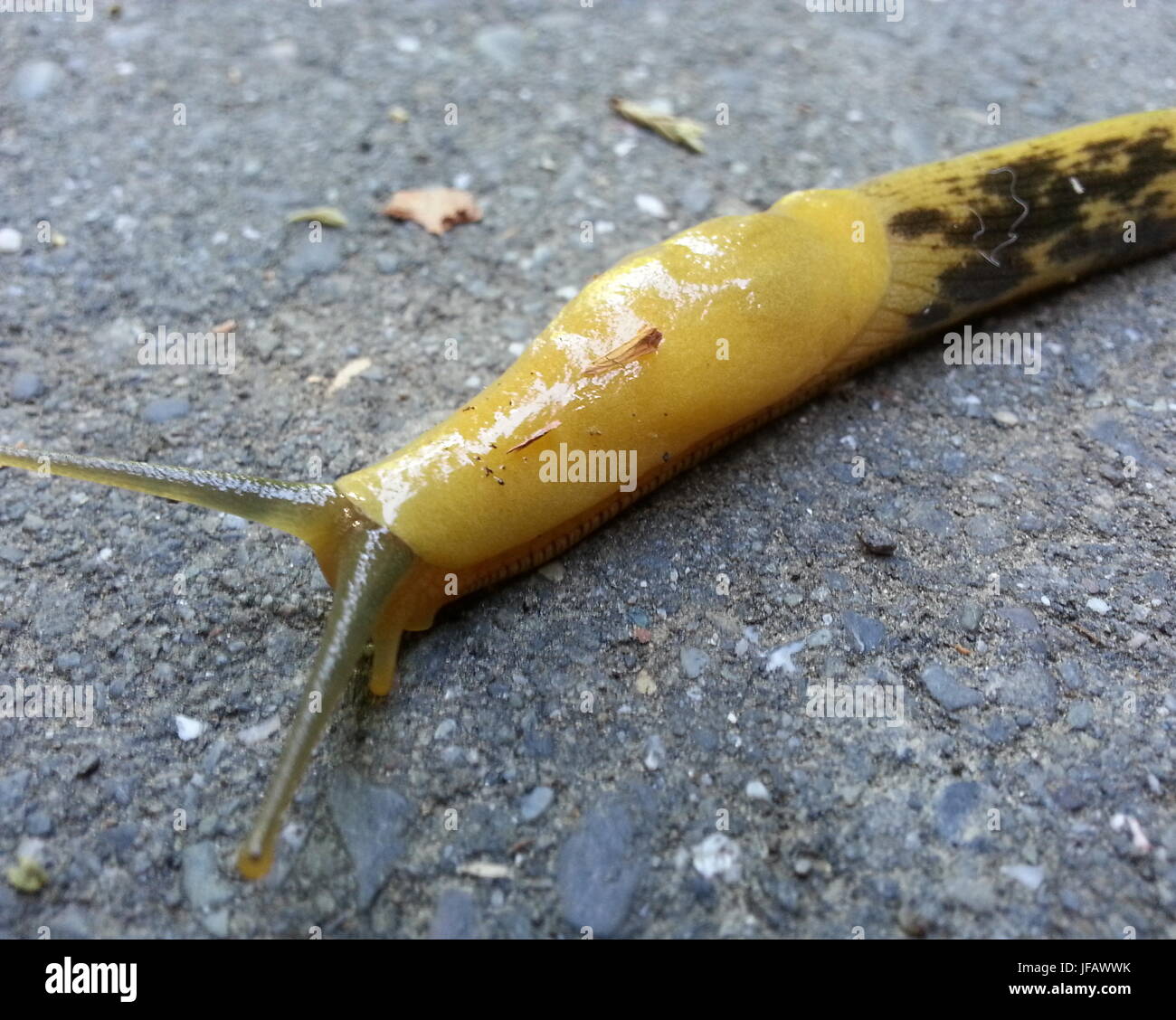 Pacific northwest slug hi-res stock photography and images - Alamy