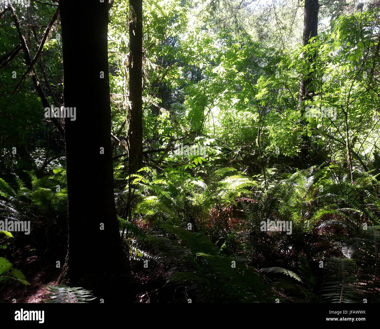 Healthy ferns hi-res stock photography and images - Alamy