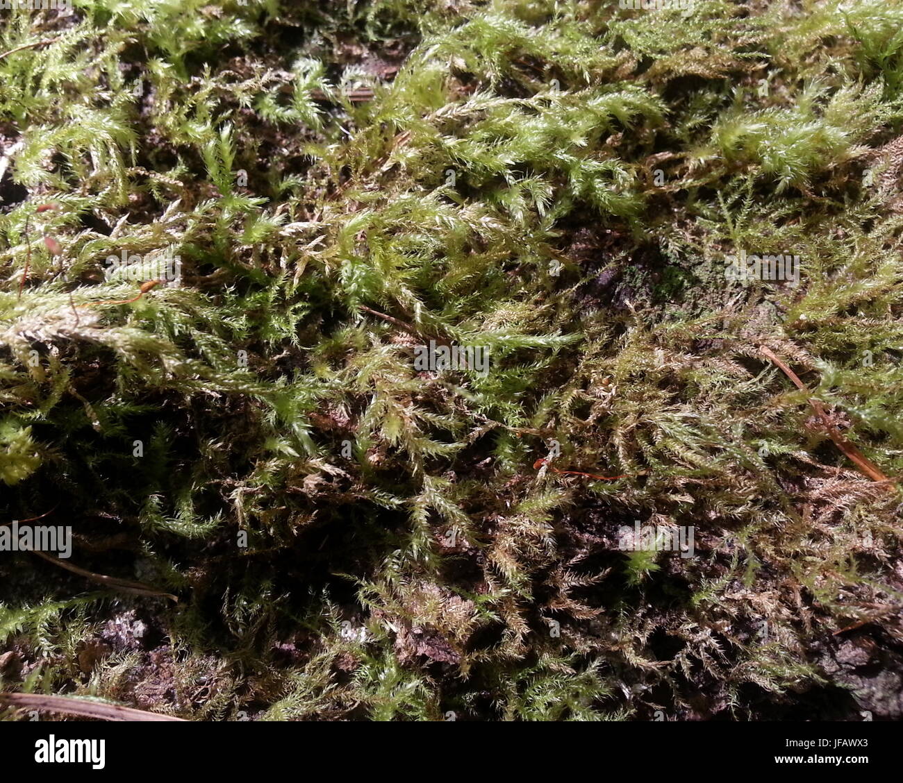 Mossy Wood Texture 2 Stock Photo - Alamy