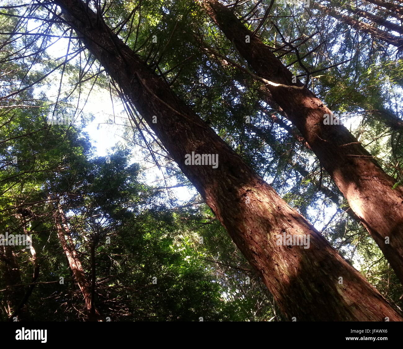 Redwood trees in humboldt hi-res stock photography and images - Alamy