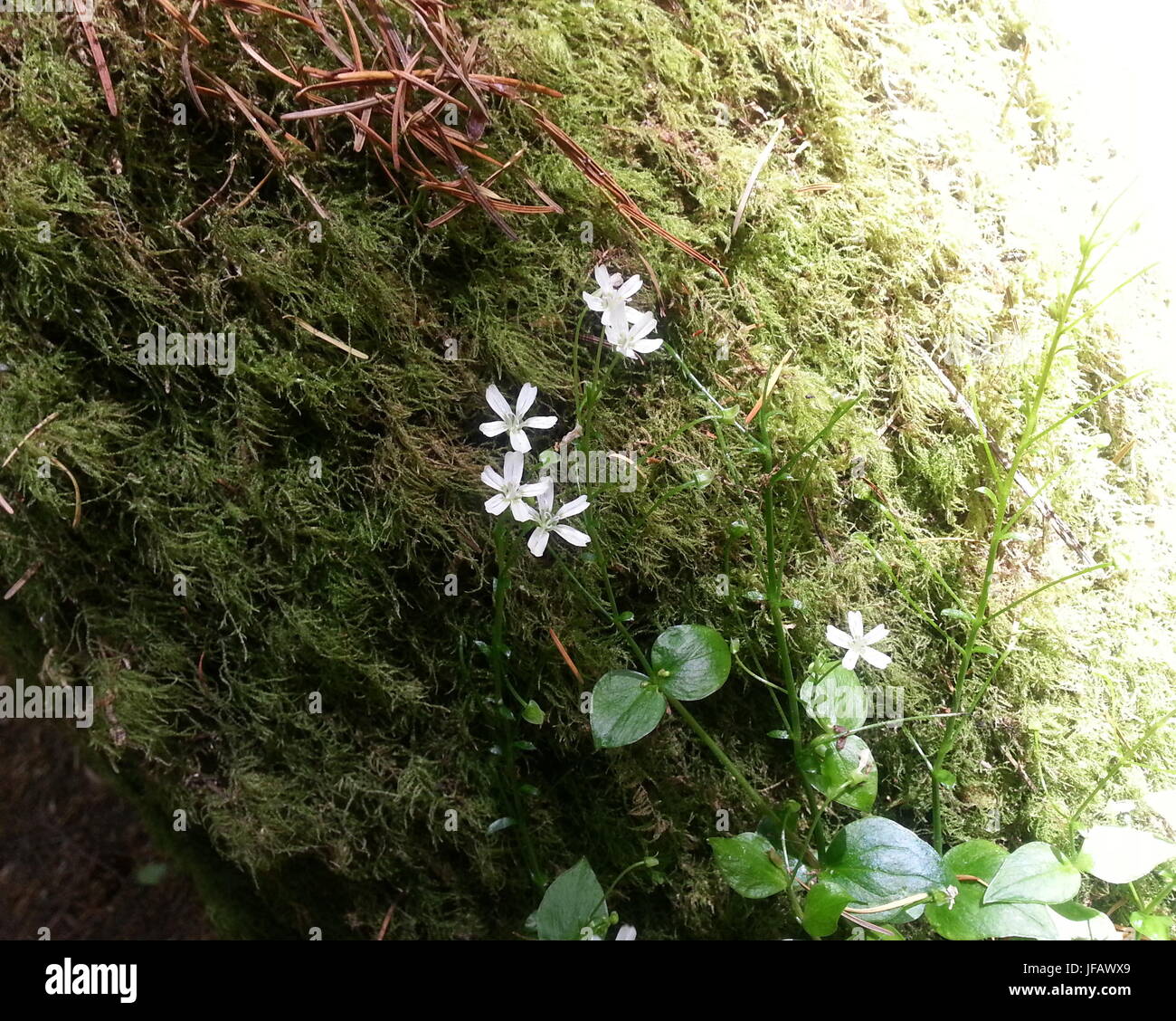 Small White Forest Flowers Stock Photo - Alamy