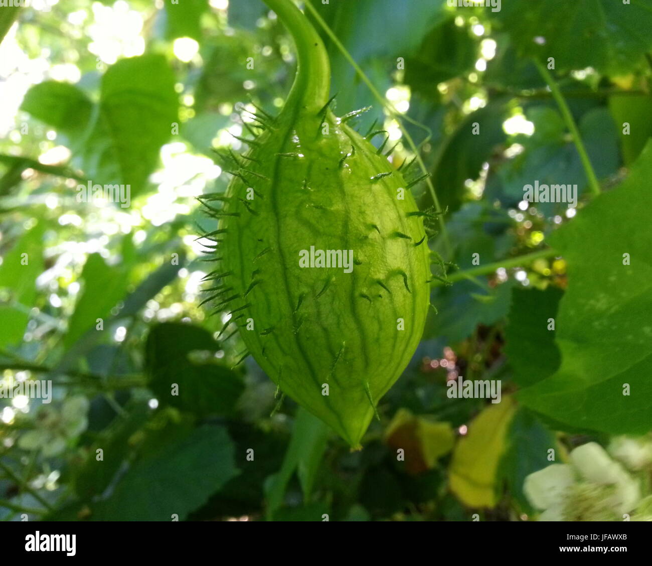Strange Green Pod Stock Photo - Alamy