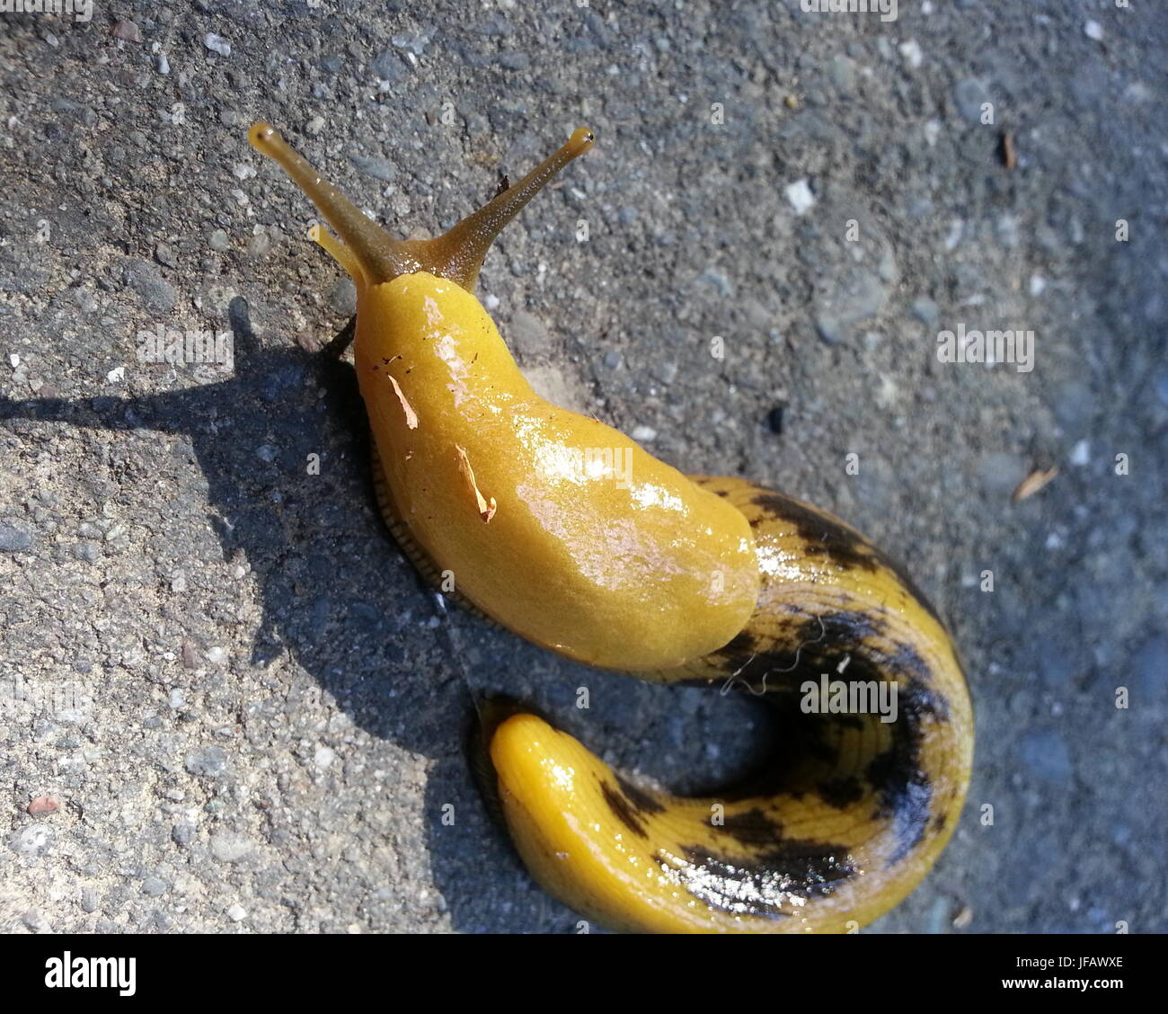 Pacific northwest slug hi-res stock photography and images - Alamy