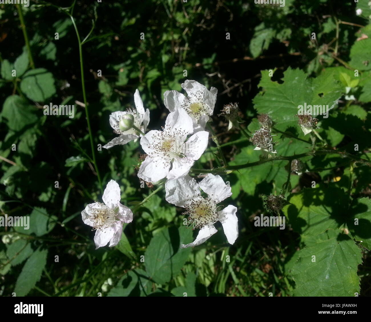 Sweet Brier Flower Rosa rubiginosa Stock Photo - Alamy