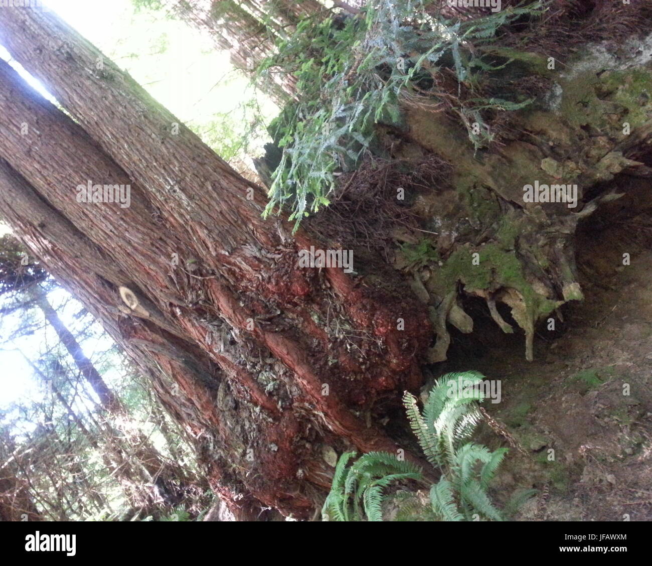Tree Root Erosion Stock Photo - Alamy