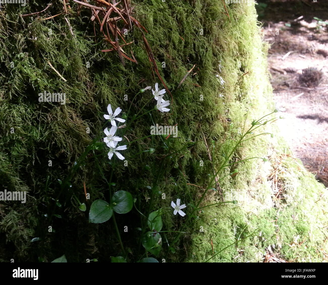 White Flowers by a Mossy Tree Stock Photo - Alamy