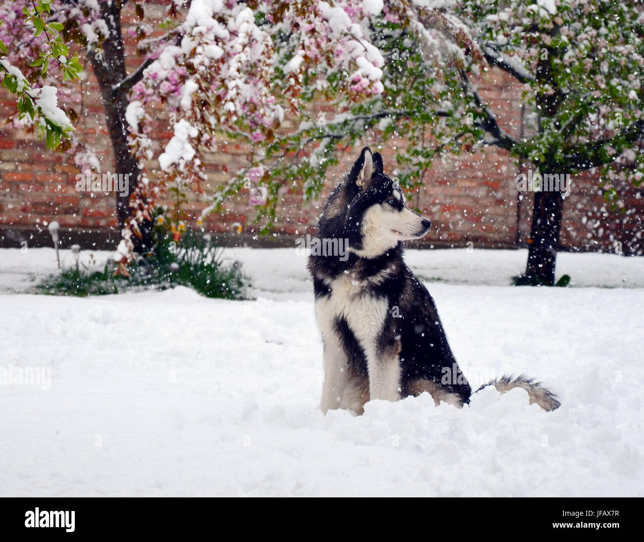 Beautiful siberian husky dog stunning hi-res stock photography and ...