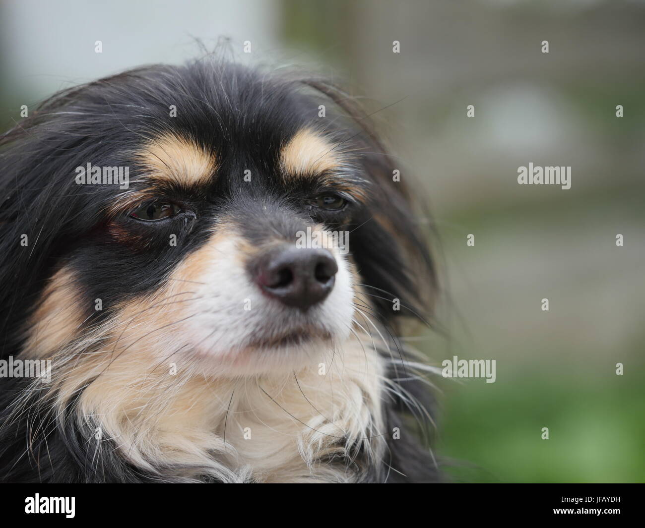 teckel dog portrait over green out of focus background Stock Photo - Alamy