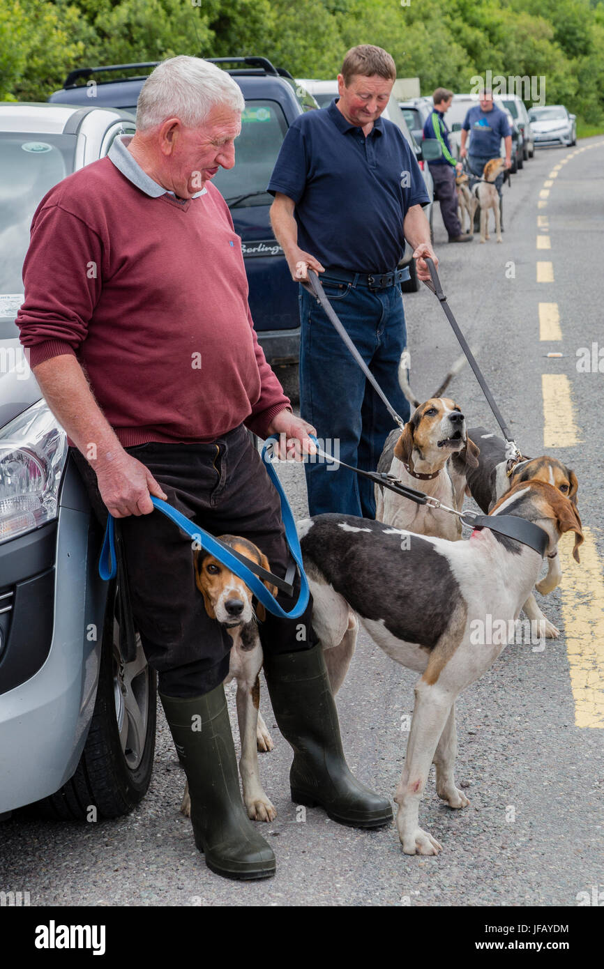 Drag Hunt Racing with Beagles, Cahersiveen, County Kerry Ireland Stock ...