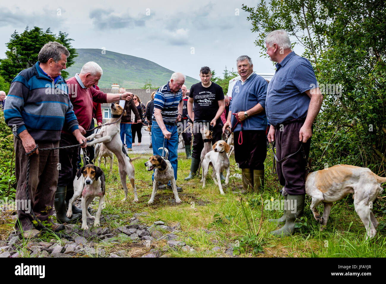 Kerry beagle hi-res stock photography and images - Alamy